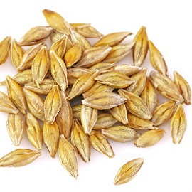 CSIRO Develops Barley Variety High in Fructans